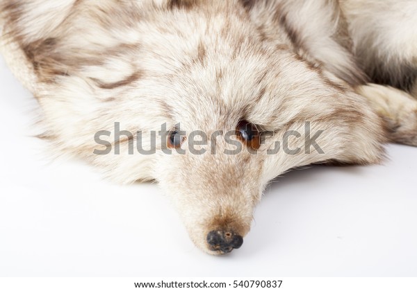 Silver Fox Fur Texture Stock Photo 540790837 | Shutterstock