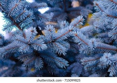 297,101 Silver trees Images, Stock Photos & Vectors | Shutterstock