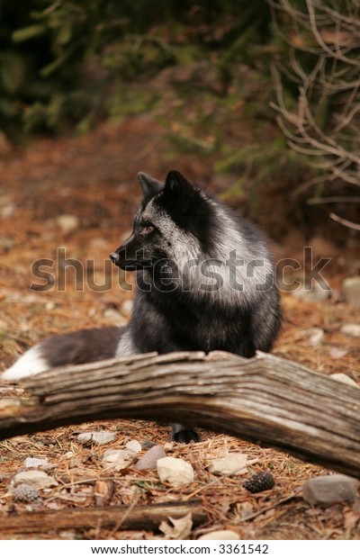 Silver Tip Fox Stock Photo 3361542 | Shutterstock