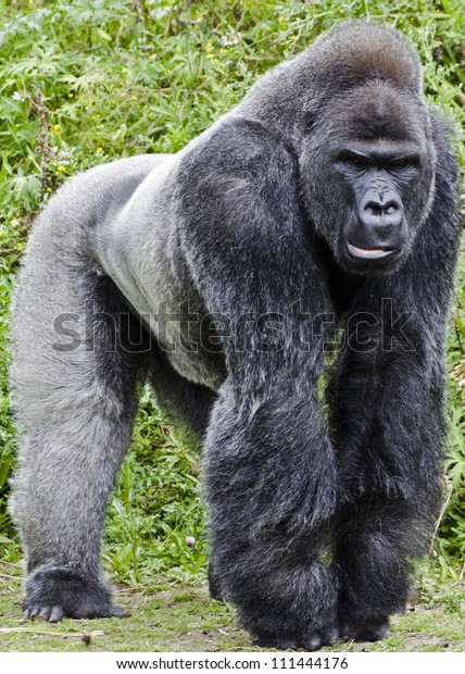 Silverback Gorilla Stock Photo (Edit Now) 111444176