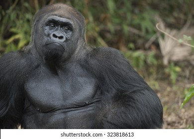 Silverback Gorilla Face Expression Stock Photo 323818613 | Shutterstock