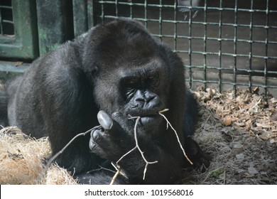 Silverback Gorilla Monkey Stock Photo (Edit Now) 1019568013