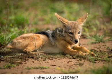 215 Silver back jackal Images, Stock Photos & Vectors | Shutterstock