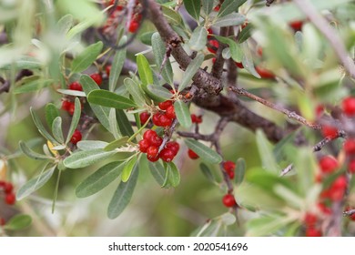 793 Bull berries Images, Stock Photos & Vectors | Shutterstock