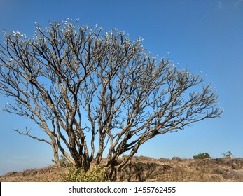 Simba Tree Field Stock Photo 1455762455 | Shutterstock