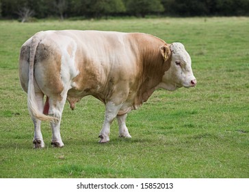 2,635 Simmental bull 图片、库存照片和矢量图 | Shutterstock