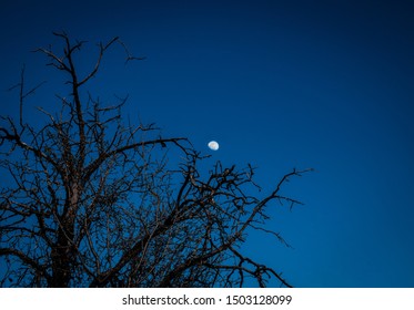 Simple Background Sky Dead Tree Moon Stock Photo 1503128099 | Shutterstock