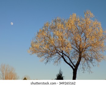 Simple Fall Tree Moon Background Stock Photo 349265162 | Shutterstock