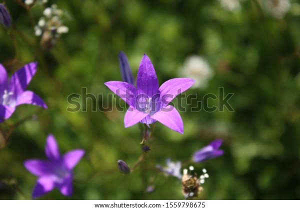 Simple Flowers Field Stock Photo 1559798675 | Shutterstock