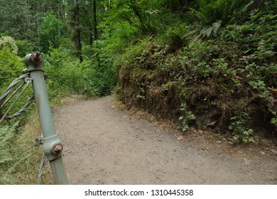 Simple Forest Path Stock Photo 1310445358 | Shutterstock
