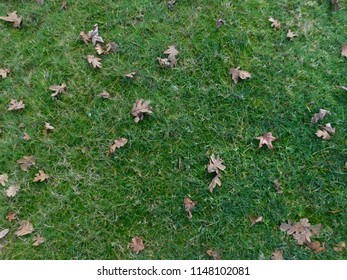 Simple Grass Texture Stock Photo 1148102081 | Shutterstock