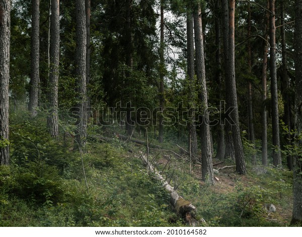 Simple Misty Forest Dead Tree Stock Photo 2010164582 | Shutterstock
