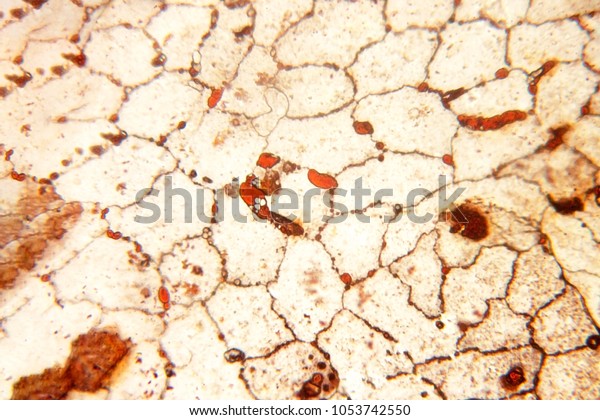 Simple Squamous Under Microscope ภาพสต็อก 1053742550 | Shutterstock