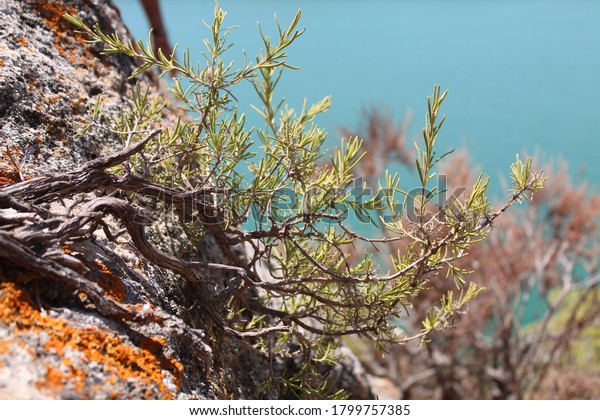 Simulation Seabed Tree Branches Stock Photo 1799757385 | Shutterstock