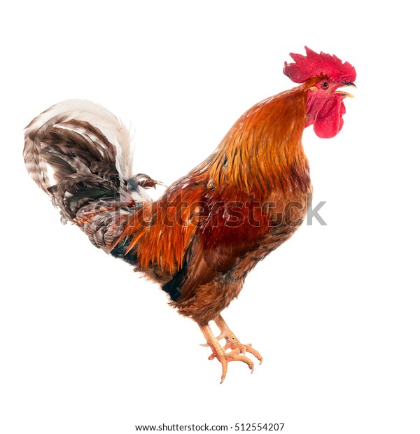 Singing Red Rooster Isolated ภาพสต็อก 512554207 | Shutterstock