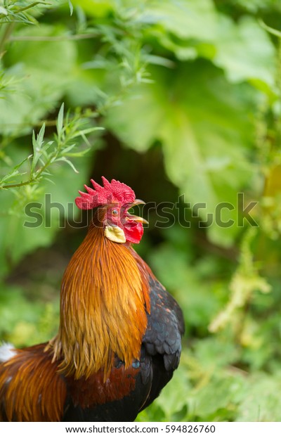 Singing Rooster Stock Photo 594826760 | Shutterstock