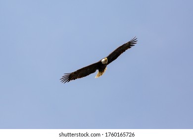 Single Bald Eagle Flight Stock Photo 1760165726 | Shutterstock