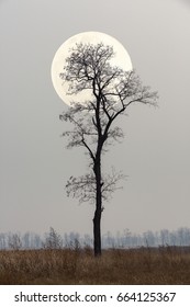 Single Bare Tree Full Moon Double Stock Photo 664125367 | Shutterstock