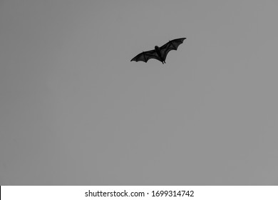 85 Pollen on bat Images, Stock Photos & Vectors | Shutterstock