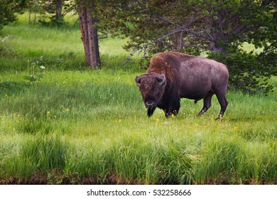 Single Bison Facing Camera Yellowstone National Stock Photo 532258666 ...