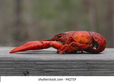 Stock Photo and Image Portfolio by Terry Poche | Shutterstock