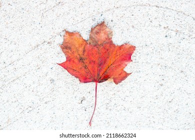 Single Bright Red Maple Leaf Long Stock Photo 2118662324 | Shutterstock
