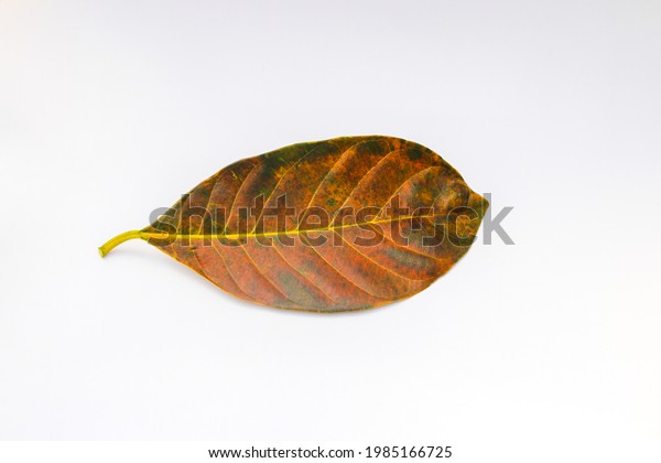 Single Brown Jackfruit Leaf Isolated On Stock Photo 1985166725 ...