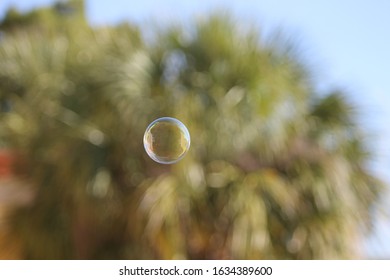 Single Bubble Front Palm Trees Stock Photo 1634389600 | Shutterstock
