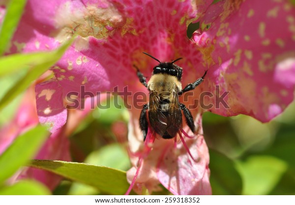 Single Bumble Bee On Pink Flower Stock Photo 259318352 | Shutterstock