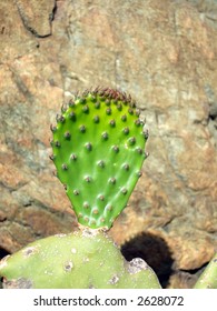 Single Cactus Stock Photo 2628072 | Shutterstock