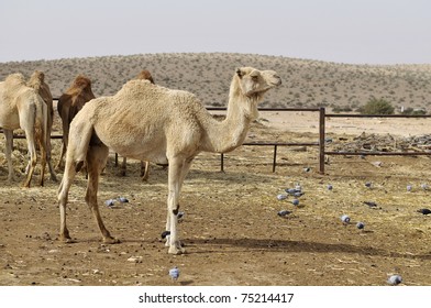 White Camel Farm Close Stock Photo 1593885817 | Shutterstock