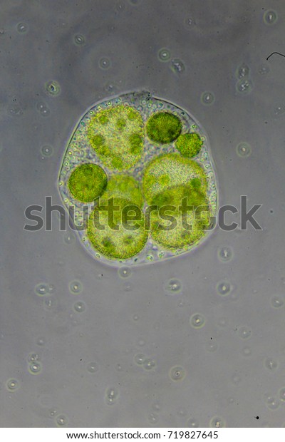 Single Cell Green Algae Volvox Sp Foto de stock 719827645 | Shutterstock