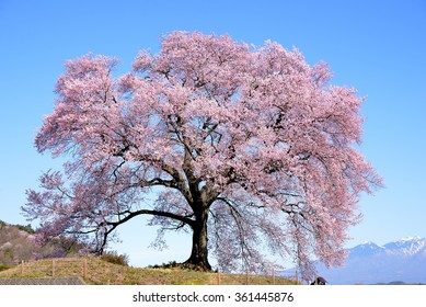 1,064,158 Cherry tree Stock Photos, Images & Photography | Shutterstock