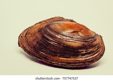 Single Clam Shell Stock Photo 757747537 | Shutterstock