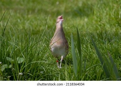 2,592 Beak Open Calling Images, Stock Photos & Vectors | Shutterstock
