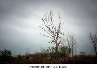 4,055 Sad woods background Images, Stock Photos & Vectors | Shutterstock