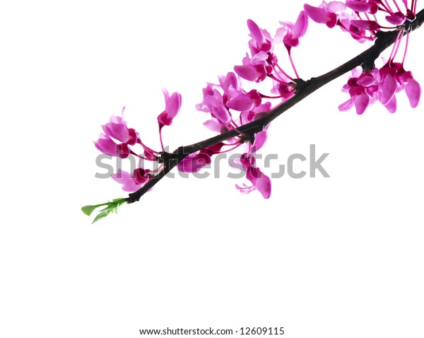 Single Eastern Redbud Branch Isolated On Stock Photo (Edit Now) 12609115