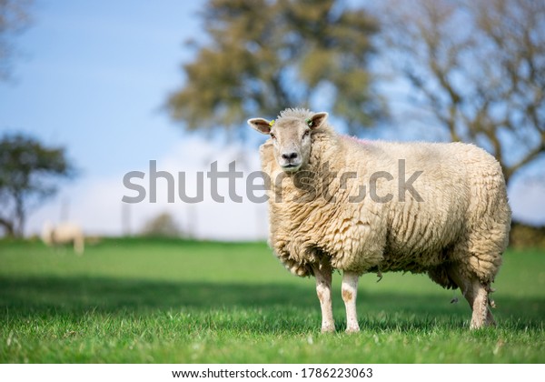 Ewe : 73 824 images, photos et images vectorielles de stock | Shutterstock