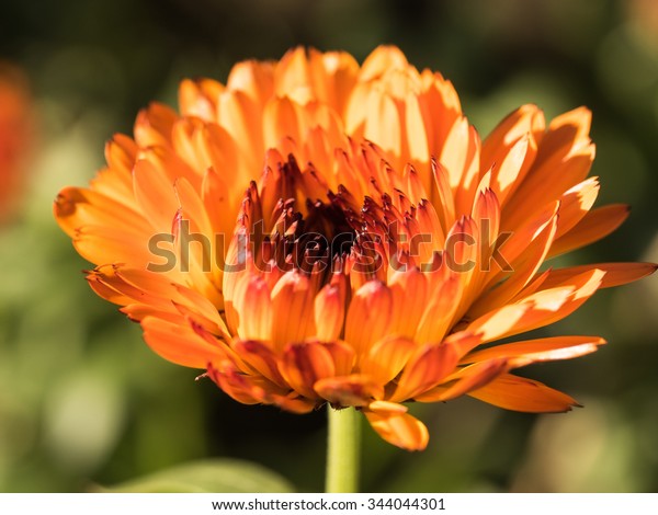 Single Flower Stock Photo (Edit Now) 344044301