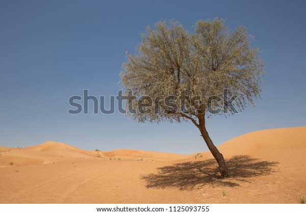 Single Ghaf Tree Midday Shadow Against Stock Photo (Edit Now) 1125093755