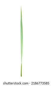 409,155 Single Grass Images, Stock Photos & Vectors | Shutterstock