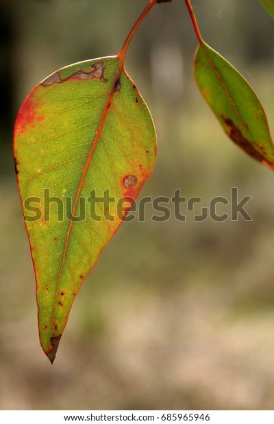 Single Gumleaf Backlit Stock Photo (Edit Now) 685965946