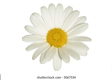 Single Isolated Daisy Stock Photo (Edit Now) 3067534