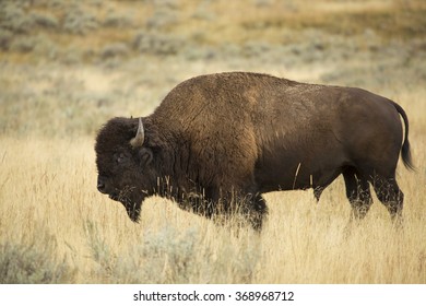 1,794 Buffalo side view Images, Stock Photos & Vectors | Shutterstock