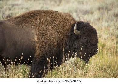 Single Large Bison Side View Standing Stock Photo 368968727 | Shutterstock