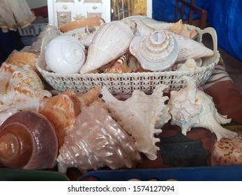 Single Large Conch Shell Long Snout Stock Photo 1574127094 | Shutterstock