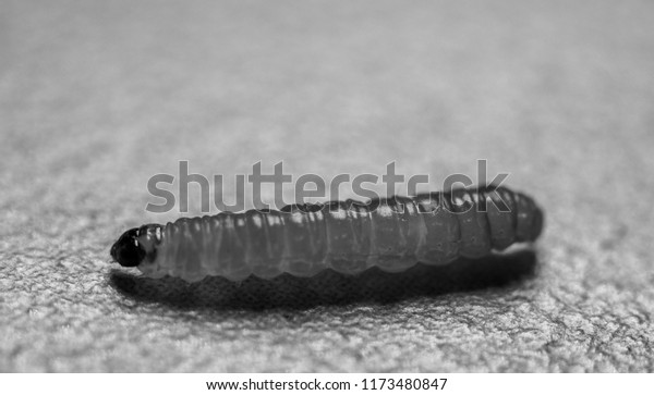 Single Larvae Crawling Around On Table Stock Photo 1173480847 ...