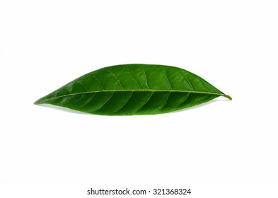 Cuneate Leaves Isolated On White Background Stock Photo (Edit Now ...