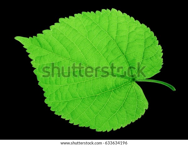 Стоковая фотография 633634196: Single Leaf Tree Isolated On Black ...