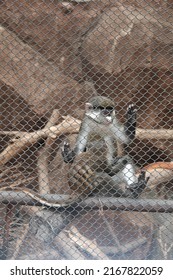 Single Lesser Spotnosed Monkey Cercopithecus Petaurista Stock Photo ...
